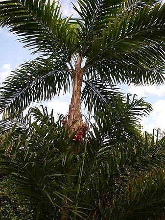 Bactris gasipaes - Palmpedia - Palm Grower's Guide