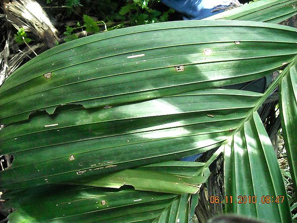 Pinanga javana - Palmpedia - Palm Grower's Guide