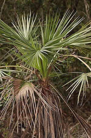 Livistona humilis - Palmpedia - Palm Grower's Guide