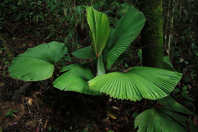 Licuala orbicularis - Palmpedia - Palm Grower's Guide