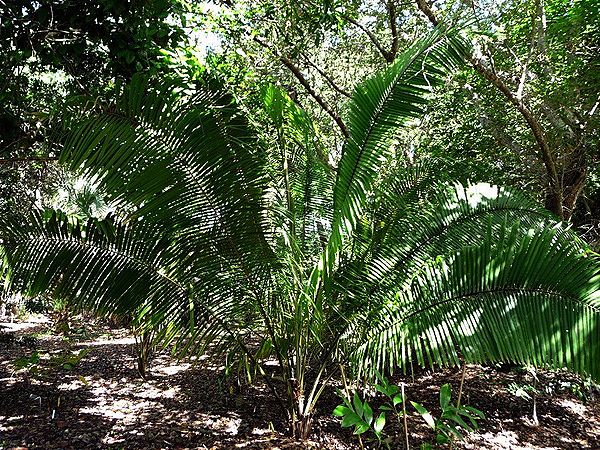 Attalea humilis - Palmpedia - Palm Grower's Guide