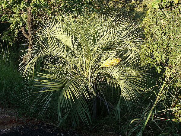 Butia capitata (True) - Palmpedia - Palm Grower's Guide