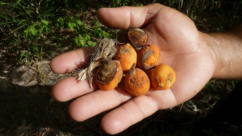 Syagrus botryophora - Palmpedia - Palm Grower's Guide