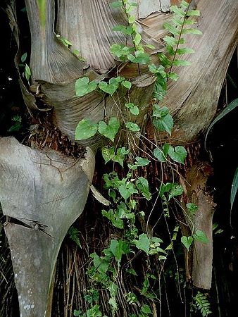 Metroxylon sagu - Palmpedia - Palm Grower's Guide