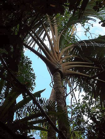 Orania trispatha - Palmpedia - Palm Grower's Guide