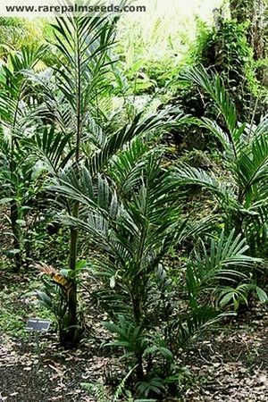 Pinanga adangensis - Palmpedia - Palm Grower's Guide
