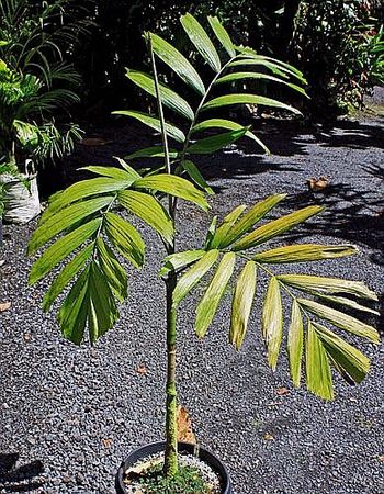 Balaka insularis - Palmpedia - Palm Grower's Guide