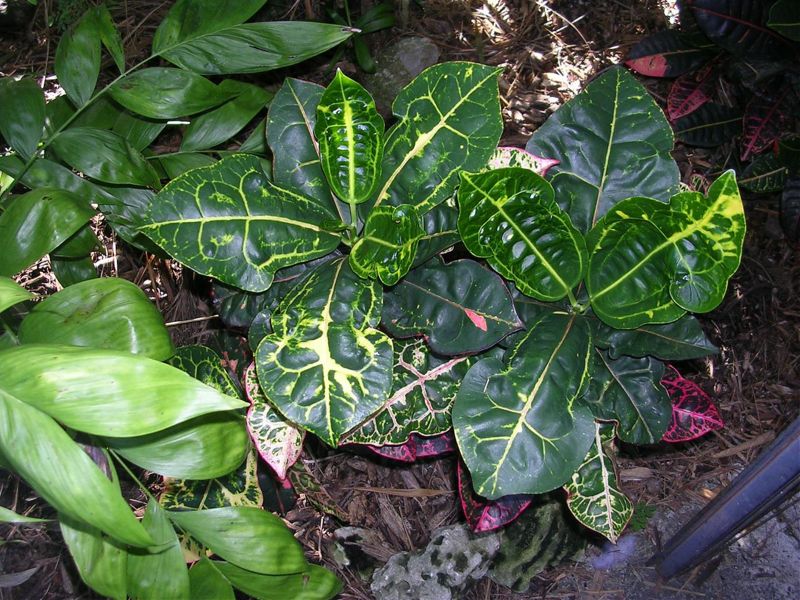 TORTOISE SHELL - Palmpedia - Palm Grower's Guide