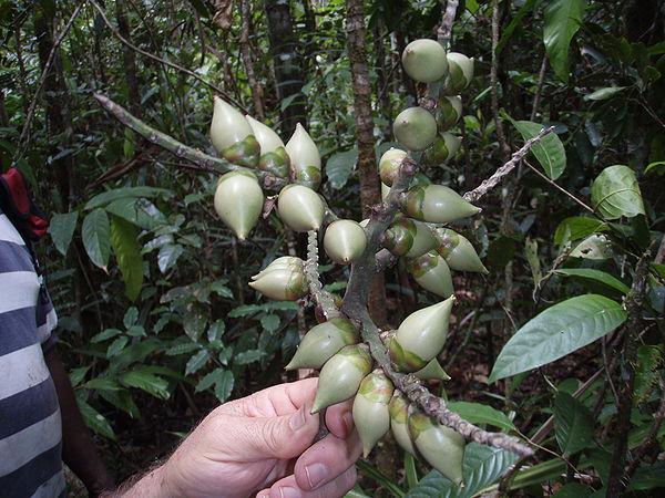 Balaka sp. 'natewa' - Palmpedia - Palm Grower's Guide