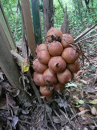 Attalea humilis - Palmpedia - Palm Grower's Guide