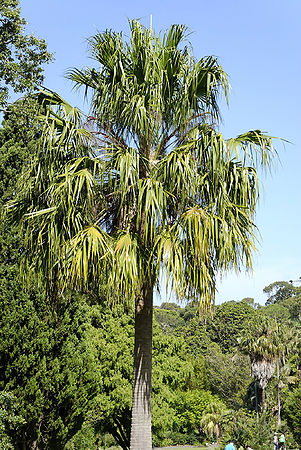 Livistona nitida - Palmpedia - Palm Grower's Guide
