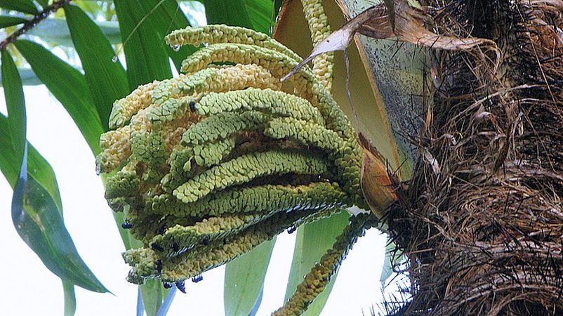 Bactris ferruginea - Palmpedia - Palm Grower's Guide