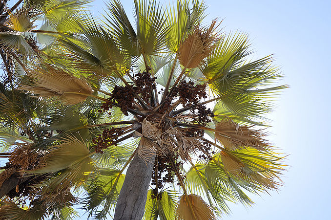 Hyphaene petersiana - Palmpedia - Palm Grower's Guide
