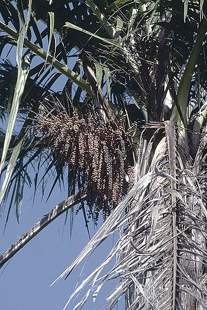 Ravenea robustior - Palmpedia - Palm Grower's Guide