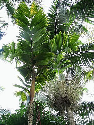 Pinanga bicolana - Palmpedia - Palm Grower's Guide
