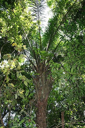 Attalea phalerata - Palmpedia - Palm Grower's Guide