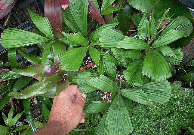 Licuala triphylla - Palmpedia - Palm Grower's Guide