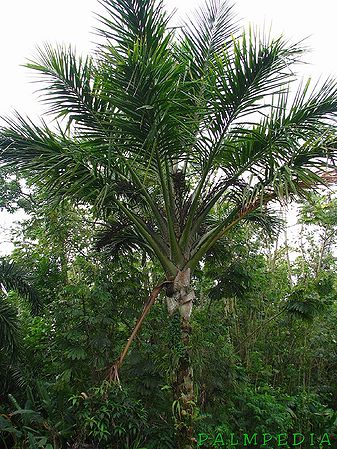 Metroxylon amicarum - Palmpedia - Palm Grower's Guide