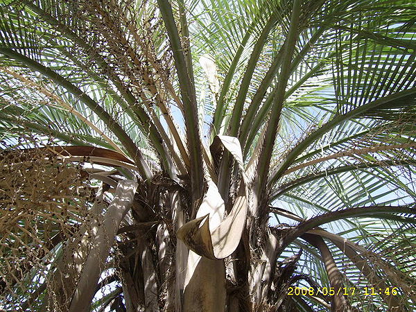 Butia yatay - Palmpedia - Palm Grower's Guide