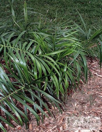 Syagrus cocoides - Palmpedia - Palm Grower's Guide