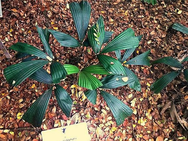 Licuala triphylla - Palmpedia - Palm Grower's Guide
