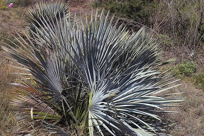 Brahea decumbens - Palmpedia - Palm Grower's Guide