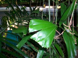 Bifid - Palmpedia - Palm Grower's Guide