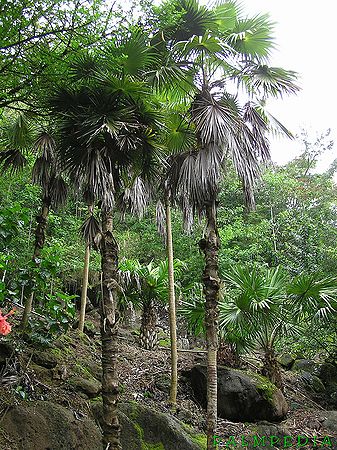 Coccothrinax barbadensis - Palmpedia - Palm Grower's Guide