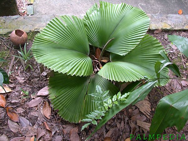 Licuala orbicularis - Palmpedia - Palm Grower's Guide