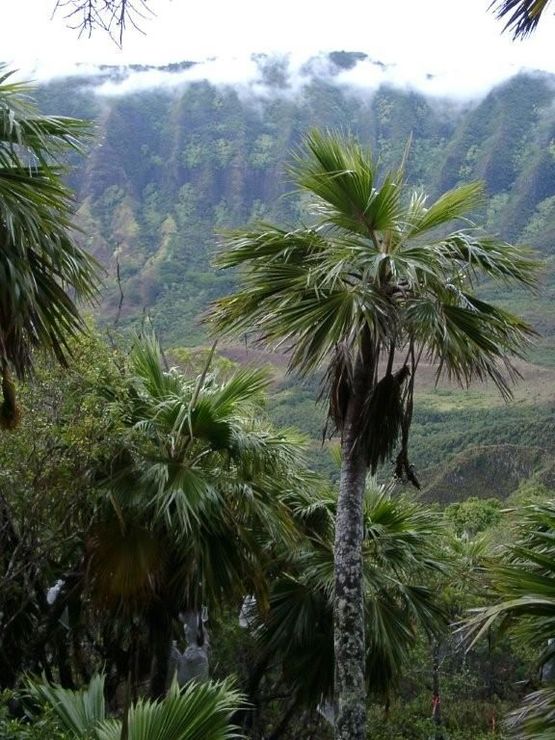 Pritchardia kaalae - Palmpedia - Palm Grower's Guide