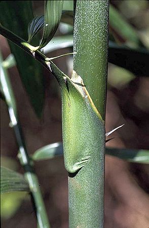 Calamus aruensis - Palmpedia - Palm Grower's Guide
