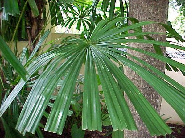 Licuala spinosa - Palmpedia - Palm Grower's Guide