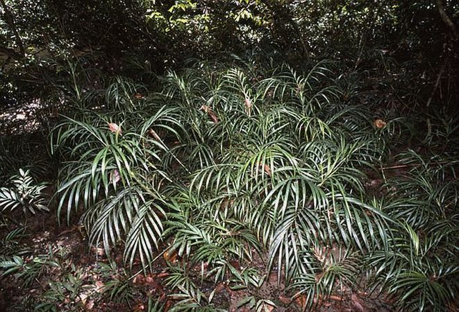 Pinanga tenella - Palmpedia - Palm Grower's Guide