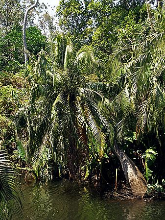 Ravenea musicalis - Palmpedia - Palm Grower's Guide