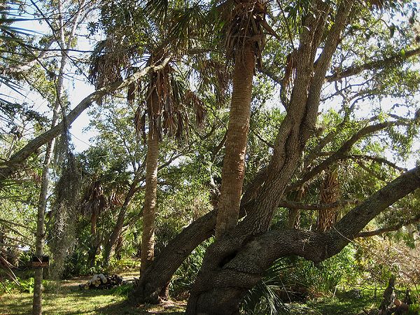 Sabal palmetto - Palmpedia - Palm Grower's Guide