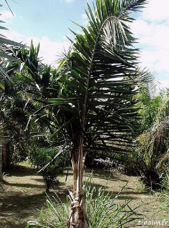 Syagrus amara - Palmpedia - Palm Grower's Guide