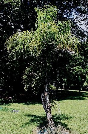 Syagrus cocoides - Palmpedia - Palm Grower's Guide