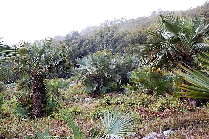 Brahea dulcis - Palmpedia - Palm Grower's Guide