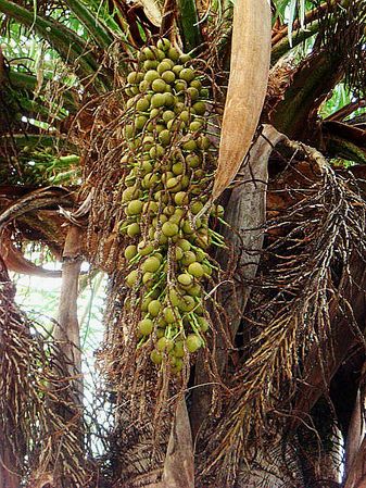 Acrocomia media - Palmpedia - Palm Grower's Guide