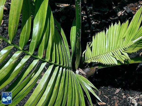 Attalea brasiliensis - Palmpedia - Palm Grower's Guide