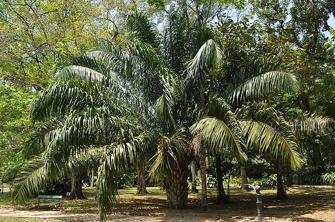 Attalea phalerata - Palmpedia - Palm Grower's Guide