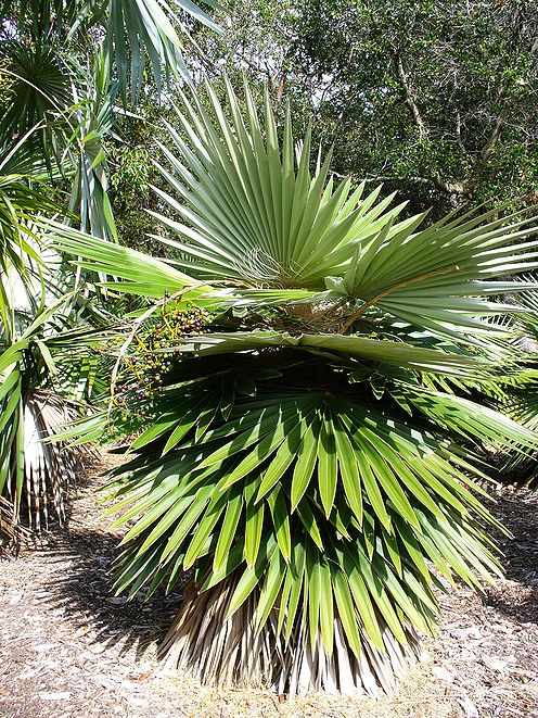 Coccothrinax borhidiana - Palmpedia - Palm Grower's Guide