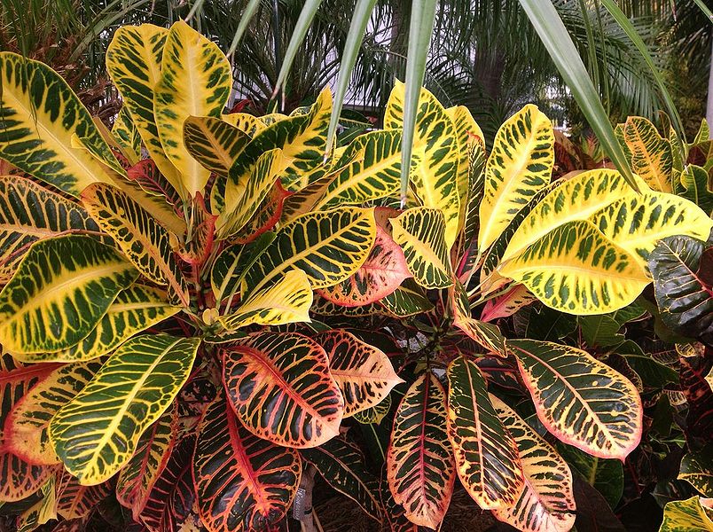 CORNBREAD - Palmpedia - Palm Grower's Guide