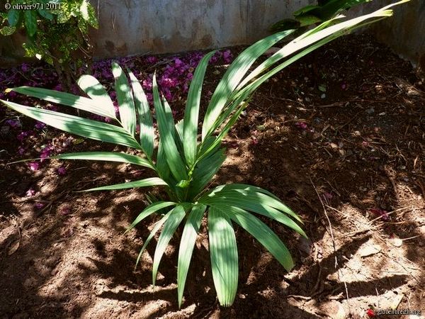 Pinanga insignis - Palmpedia - Palm Grower's Guide