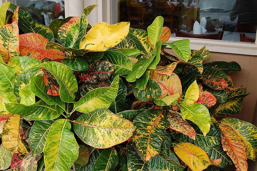 MACKENZIE - Palmpedia - Palm Grower's Guide