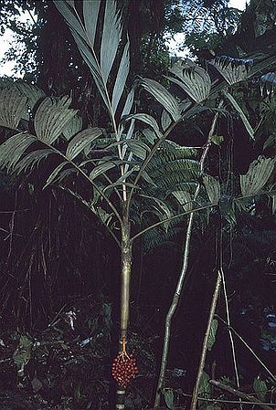 Pinanga maculata - Palmpedia - Palm Grower's Guide