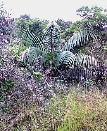 Barcella odora - Palmpedia - Palm Grower's Guide
