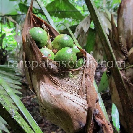 Sabinaria magnifica - Palmpedia - Palm Grower's Guide