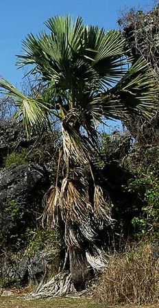 Tahina spectabilis - Palmpedia - Palm Grower's Guide
