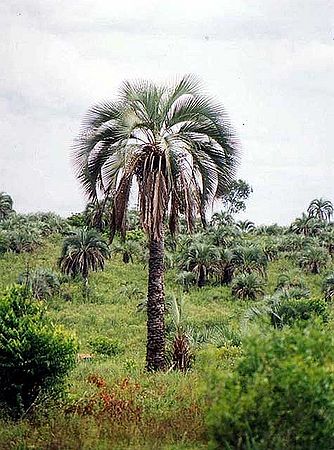 Butia yatay - Palmpedia - Palm Grower's Guide